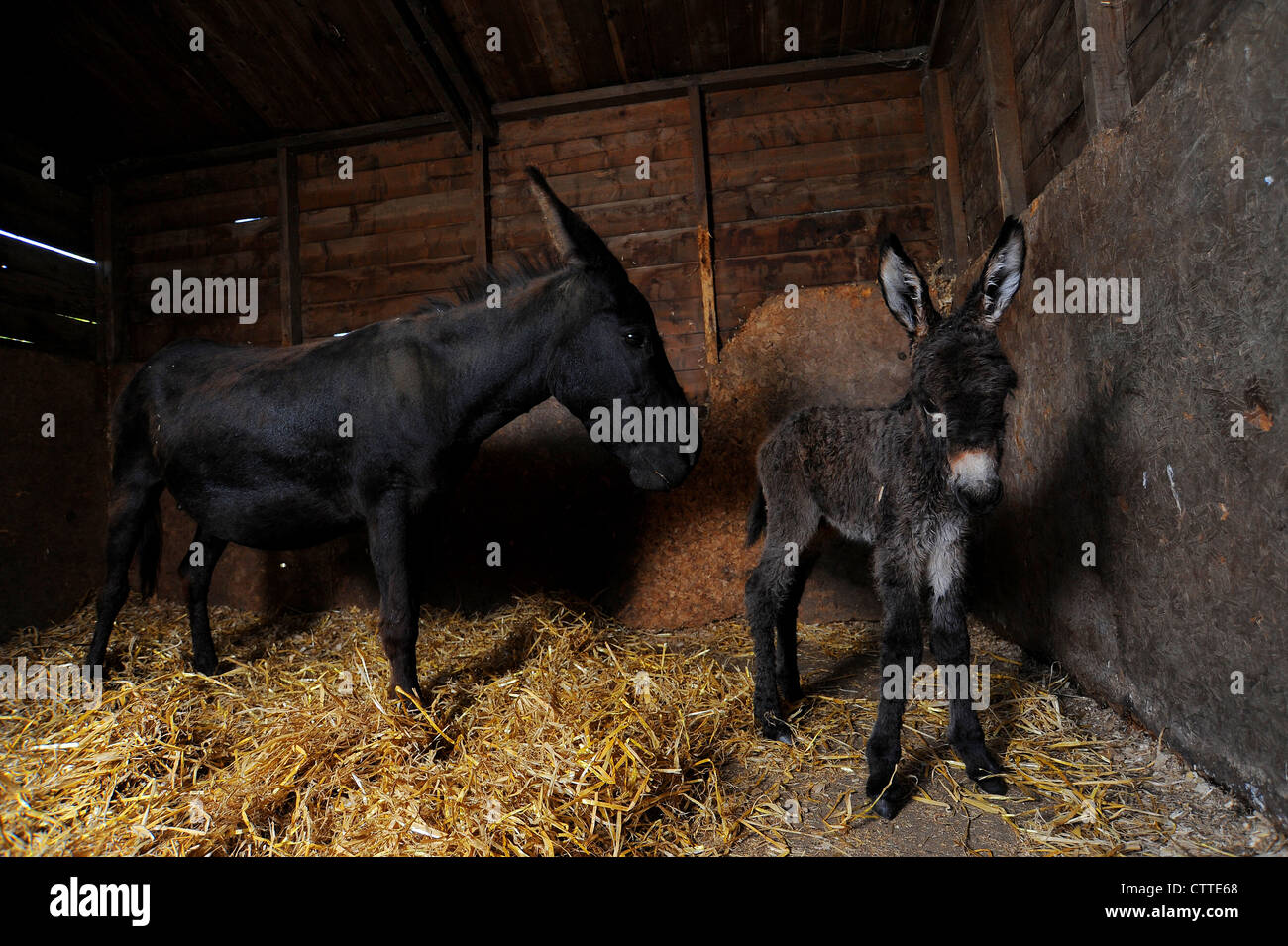 Baby donkey hi-res stock photography and images - Alamy