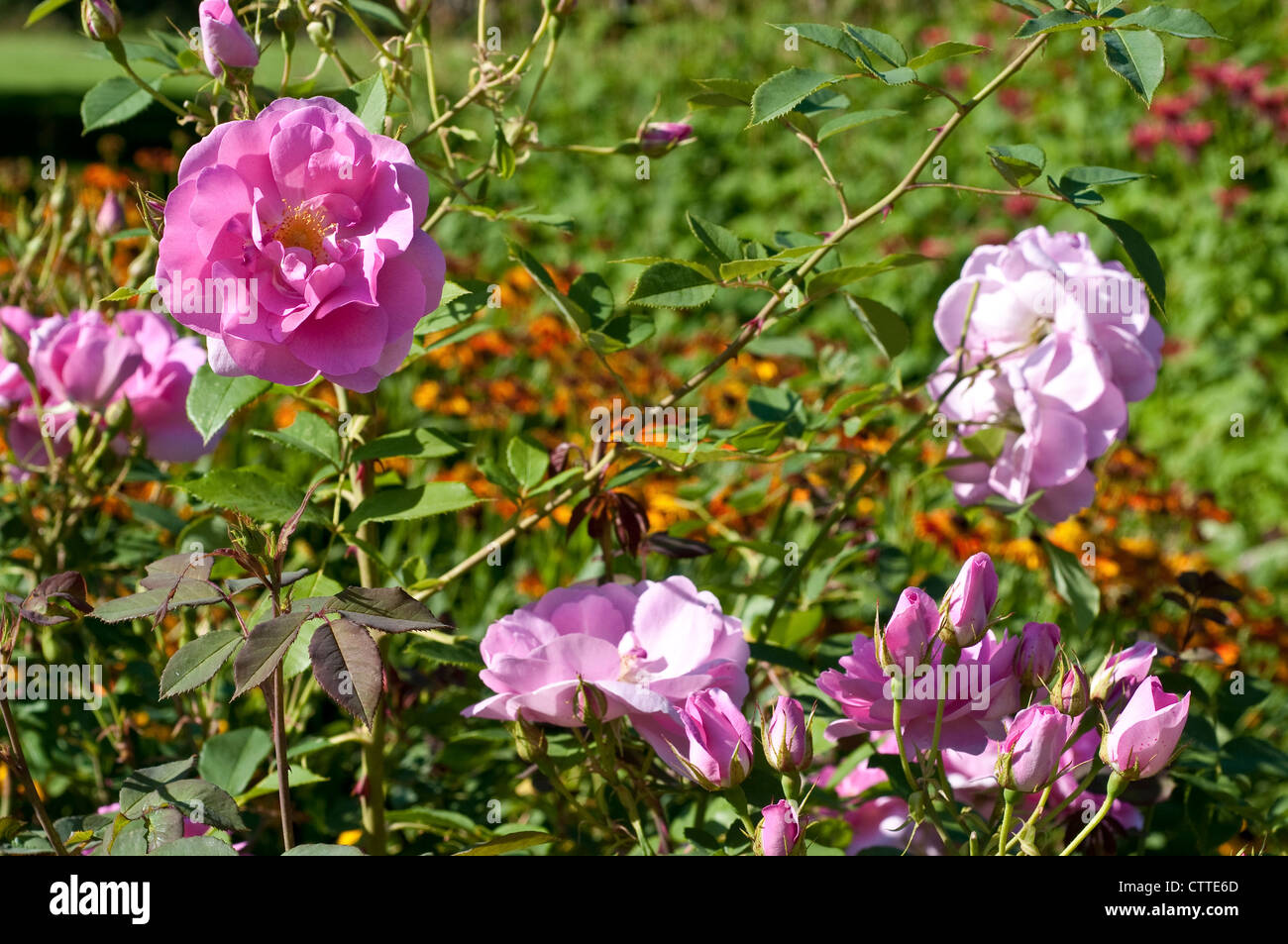 Rose auspanier hi-res stock photography and images - Alamy