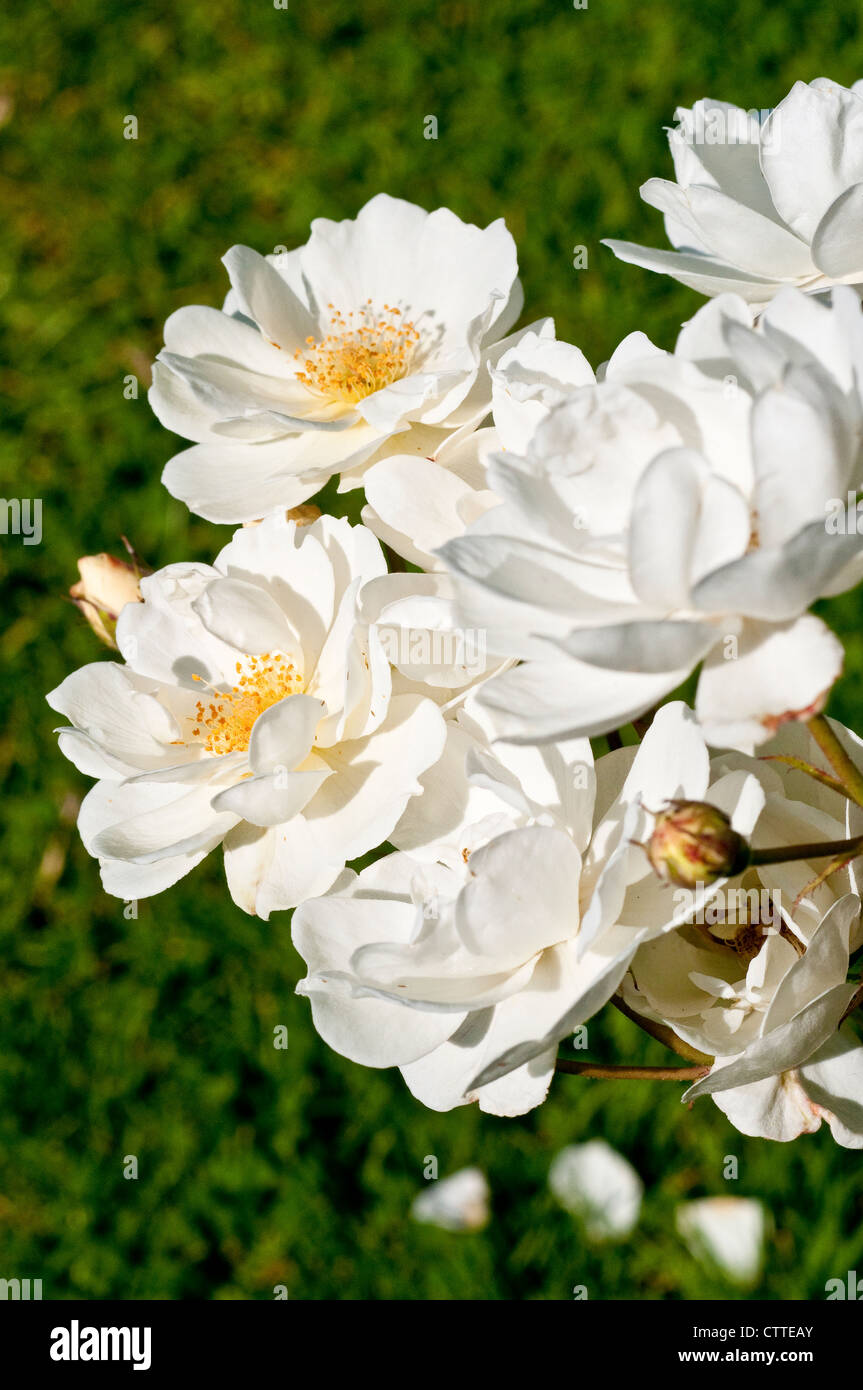 Rosa moonlight hi-res stock photography and images - Alamy