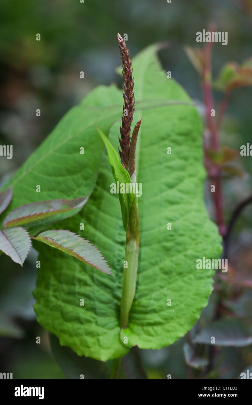 Emerging Flower Spire, Persicaria amplexicaulis 'Taurus', July, UK ...