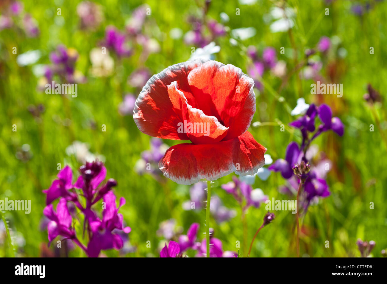 Red poppy with white rim in a field of summer wild flowers, England, UK ...