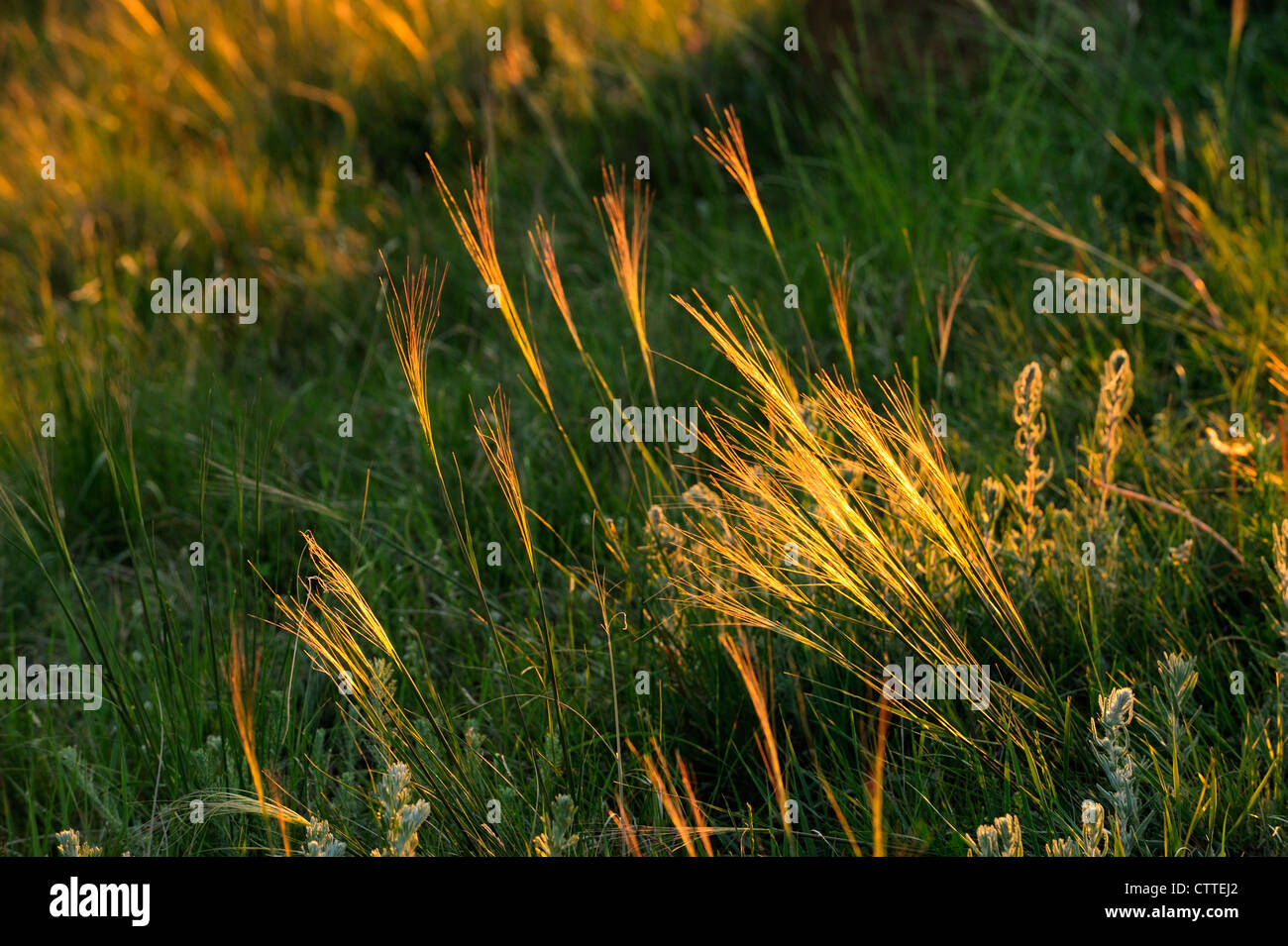 Needle and thread grass (Stipa comata), Badlands National Park, South ...
