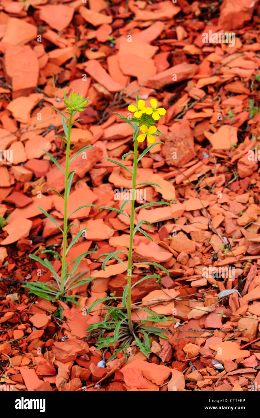 Western wallflower (Erysimum asperum) in scoria soil, Theodore ...