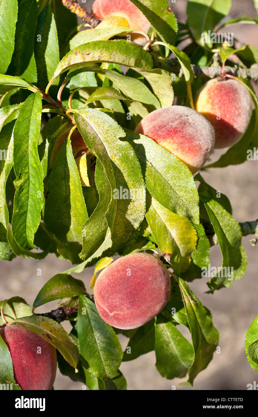 Garden Lady Peach Tree