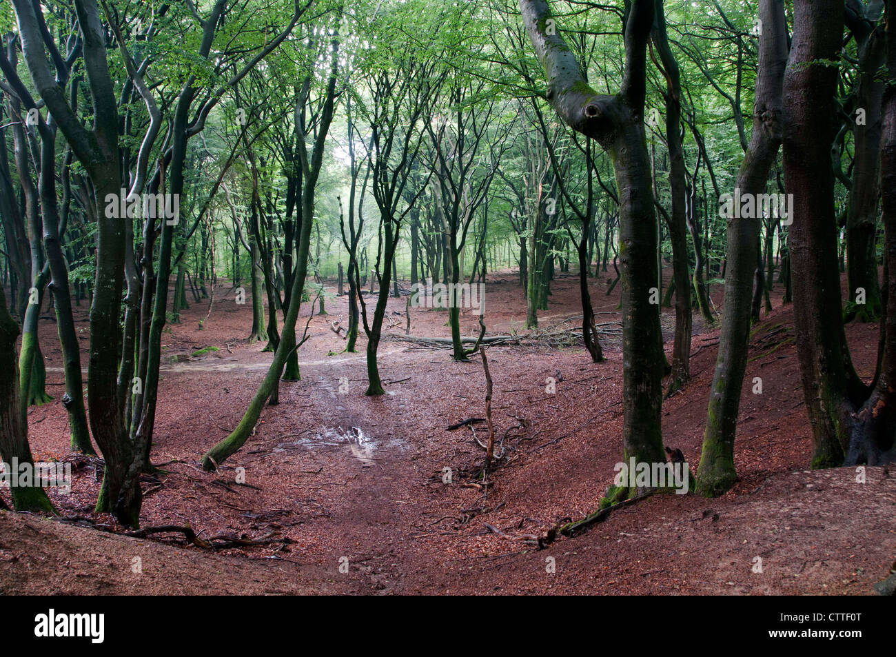 forest in holland with deciduous trees oak and beech in green and red ...