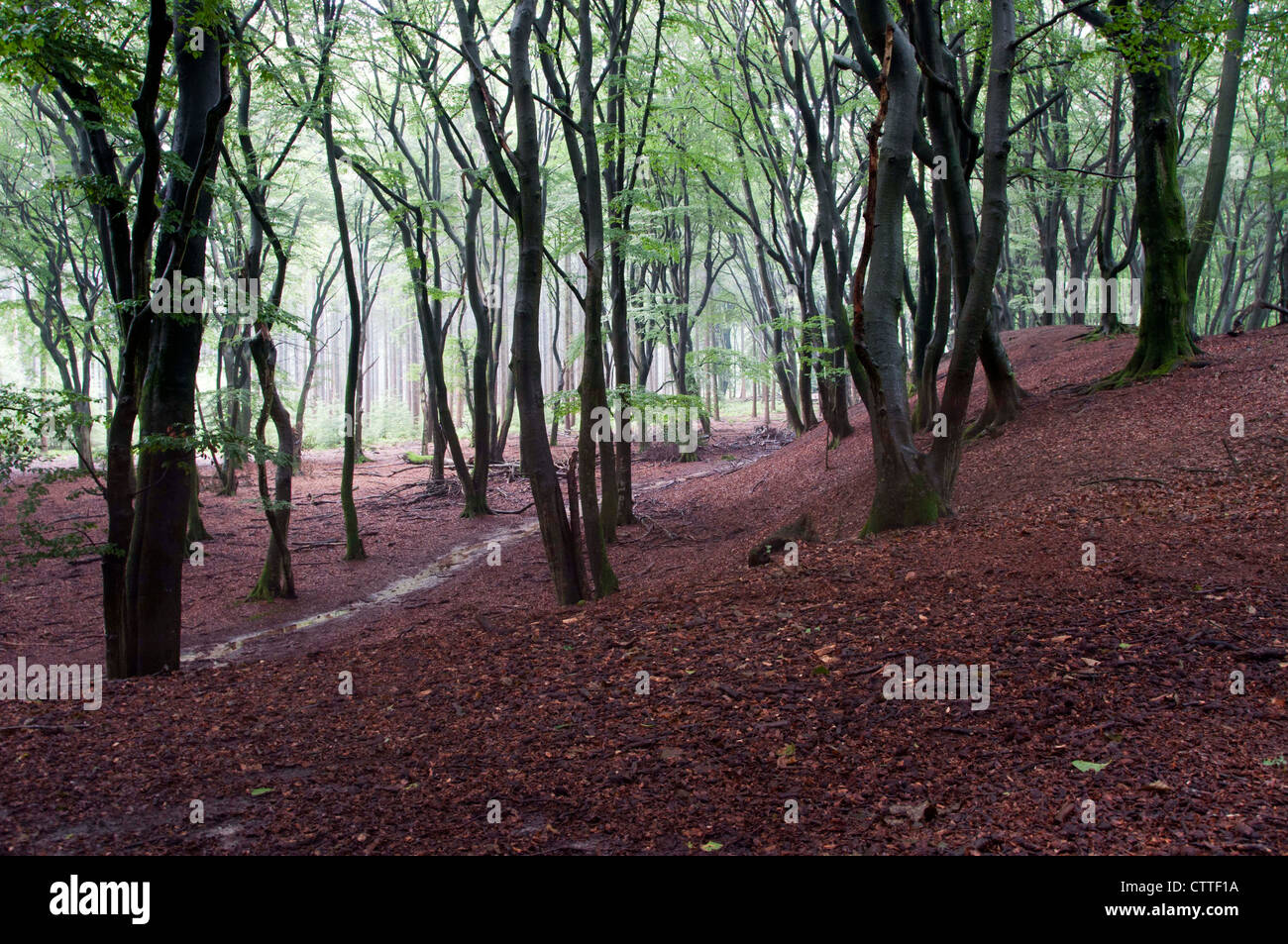 forest in holland with deciduous trees oak and beech in green and red ...