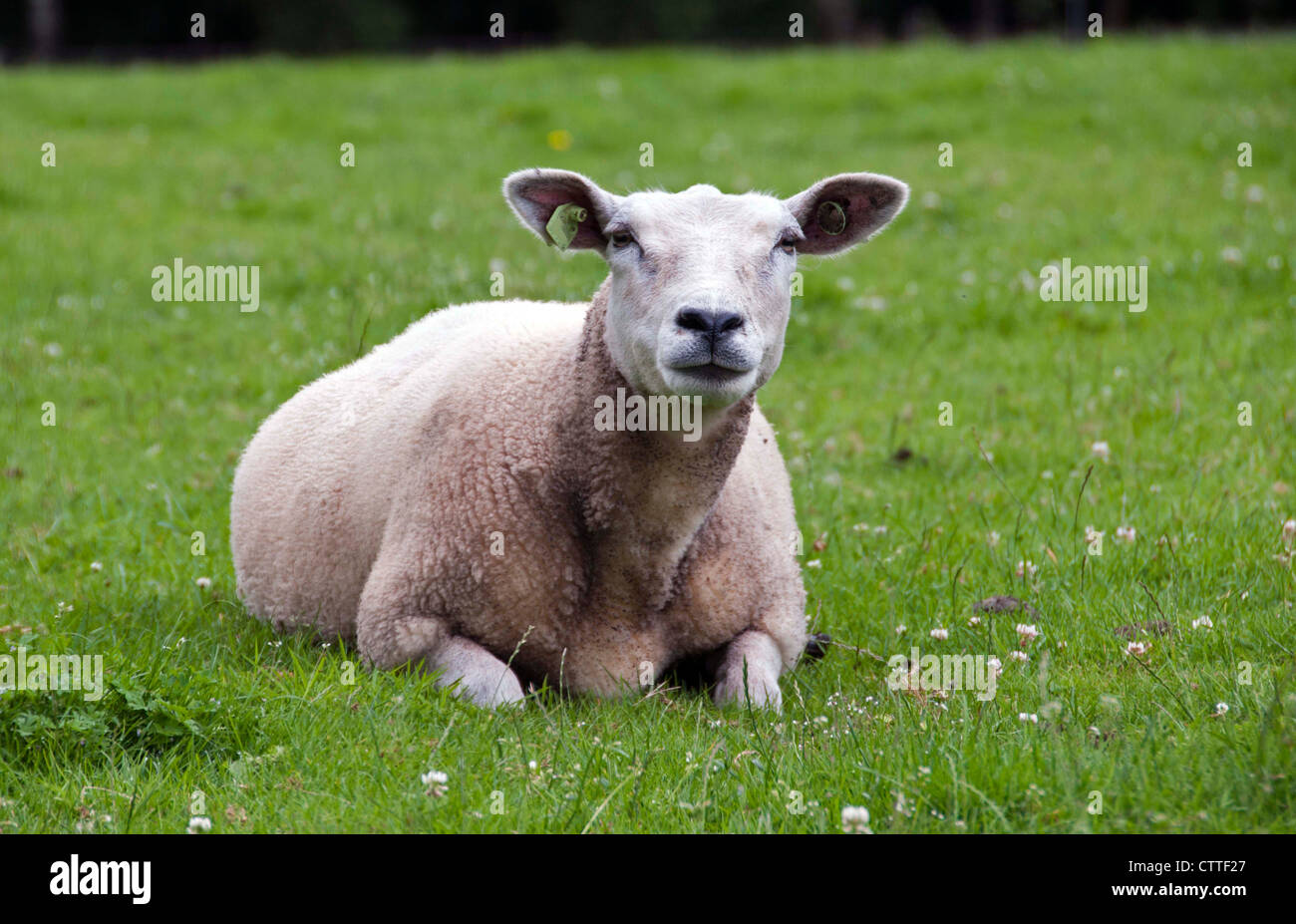 sheep laying in the green grass Stock Photo - Alamy