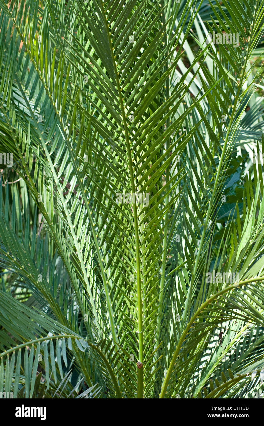 Moorei palm hi-res stock photography and images - Alamy