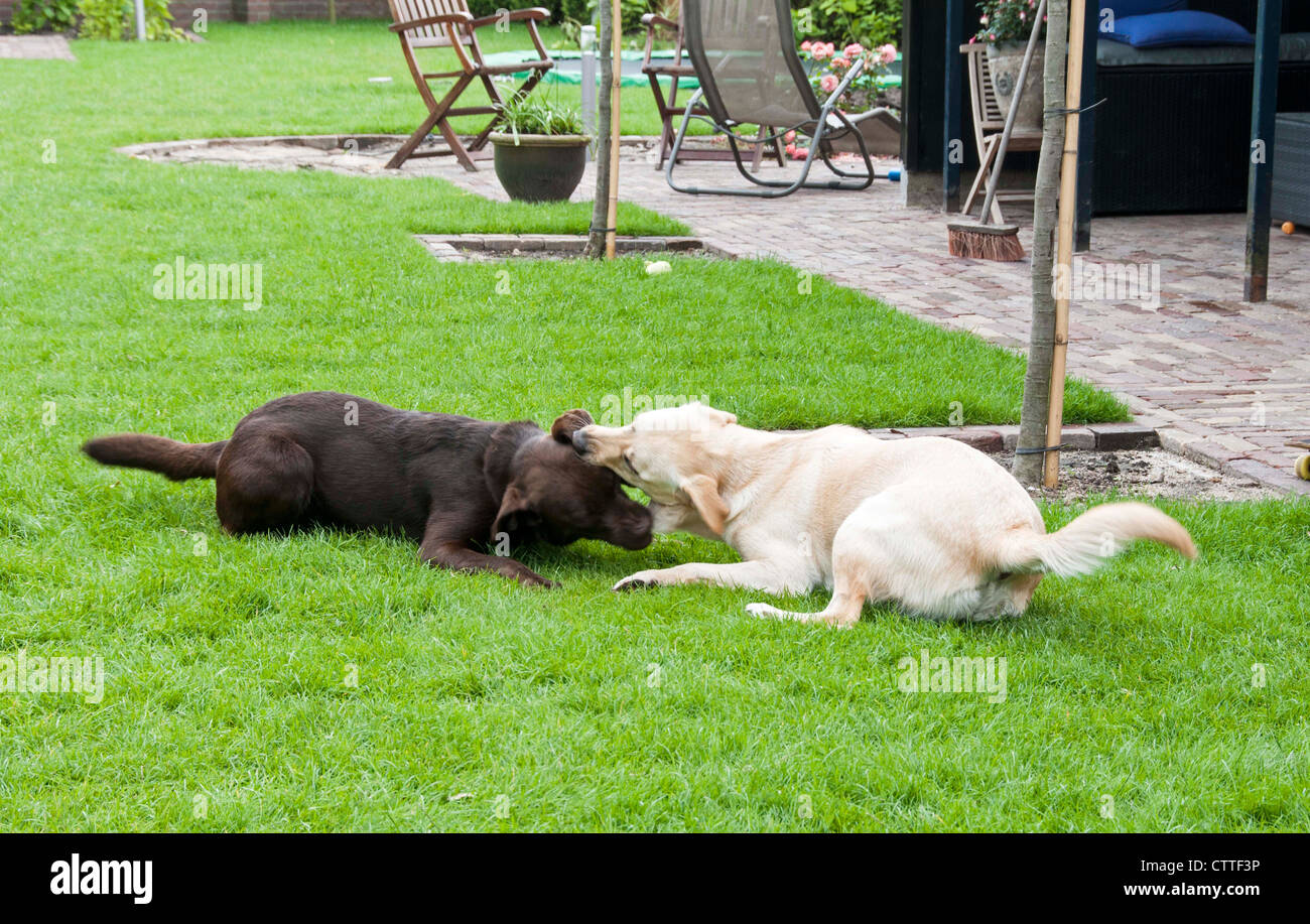 White fight hi-res stock photography and images - Alamy