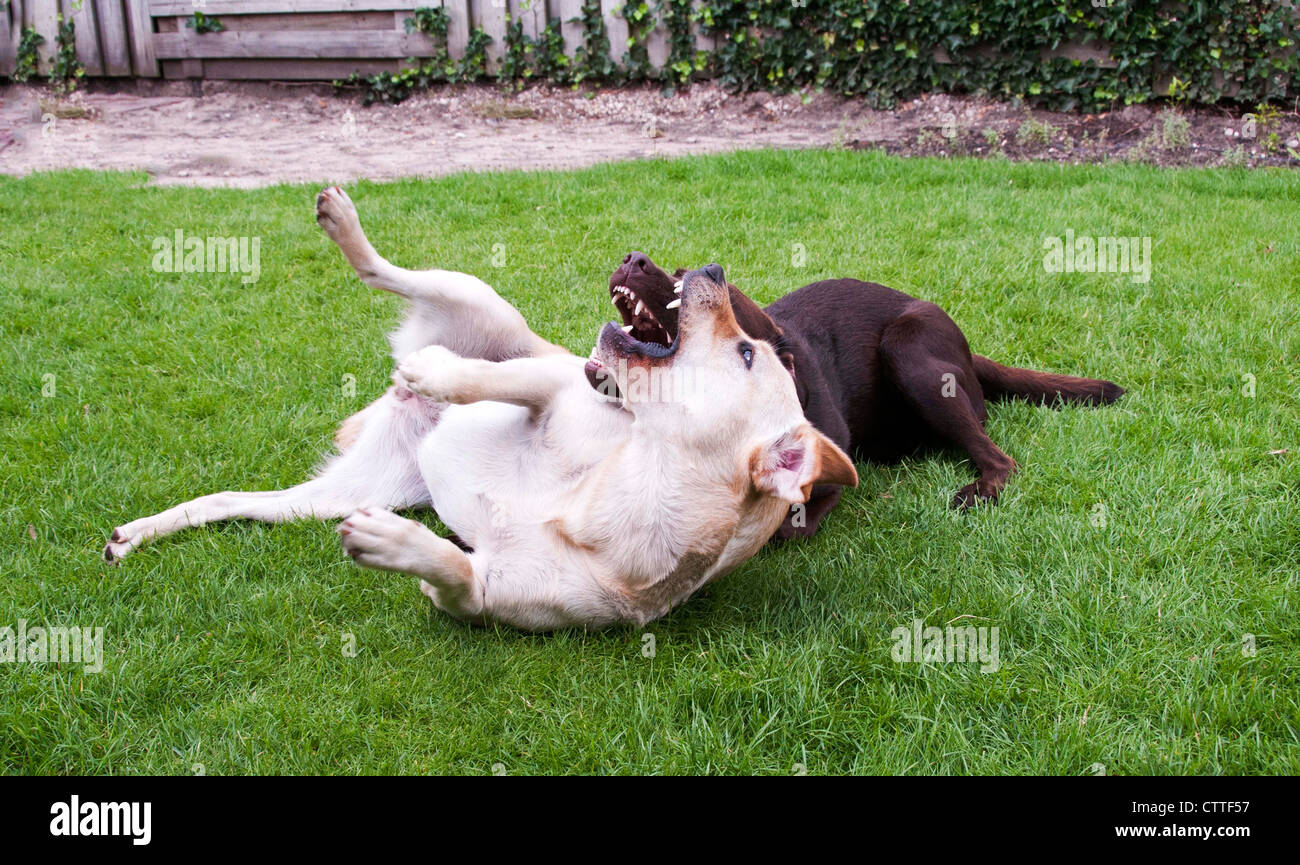 White labrador hi-res stock photography and images - Alamy