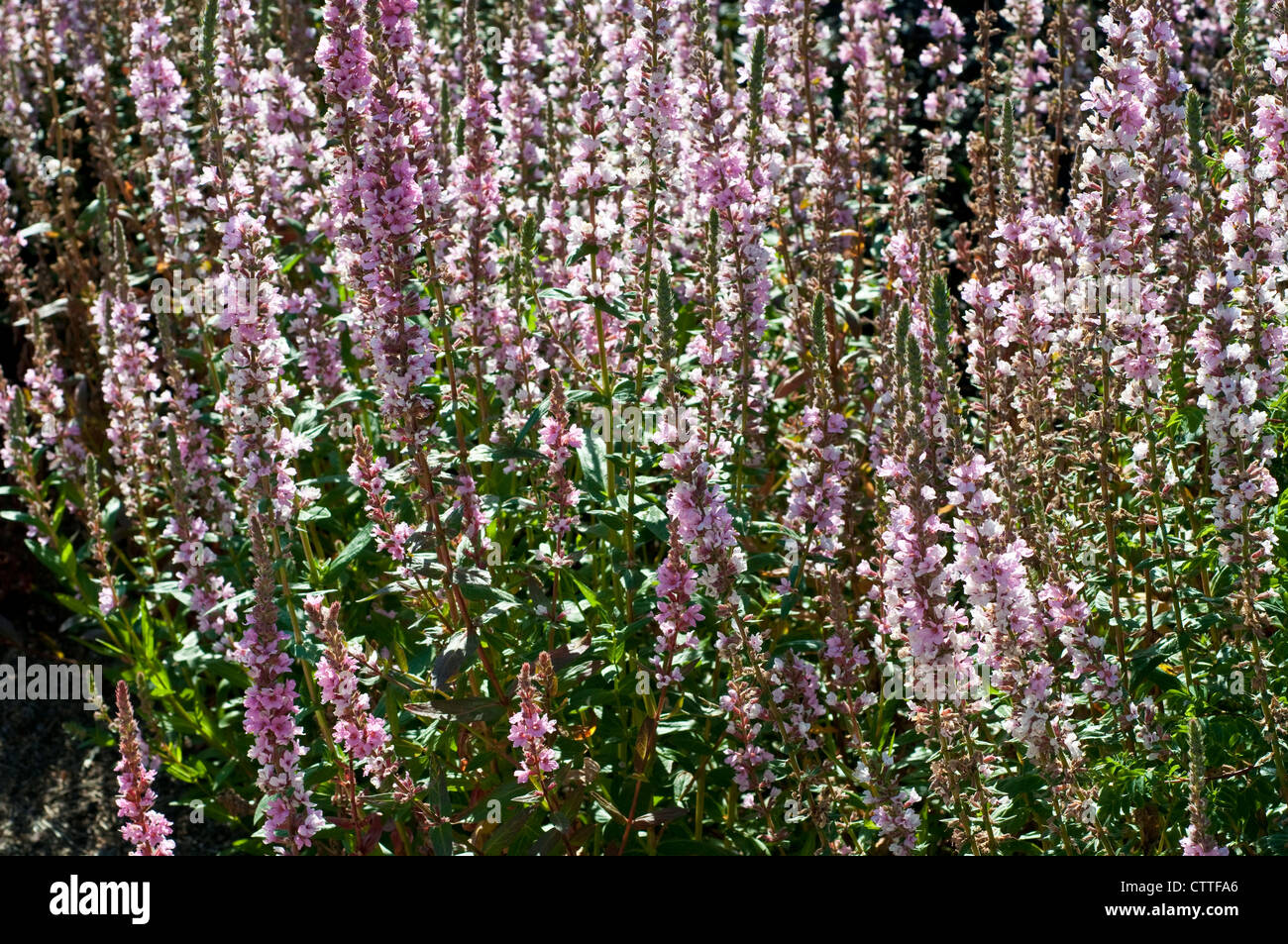 Lythrum salicaria 'Blush' - loosestrife Stock Photo - Alamy