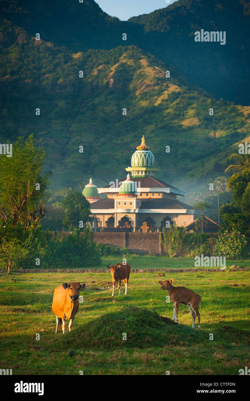 Bali cattle hi-res stock photography and images - Alamy