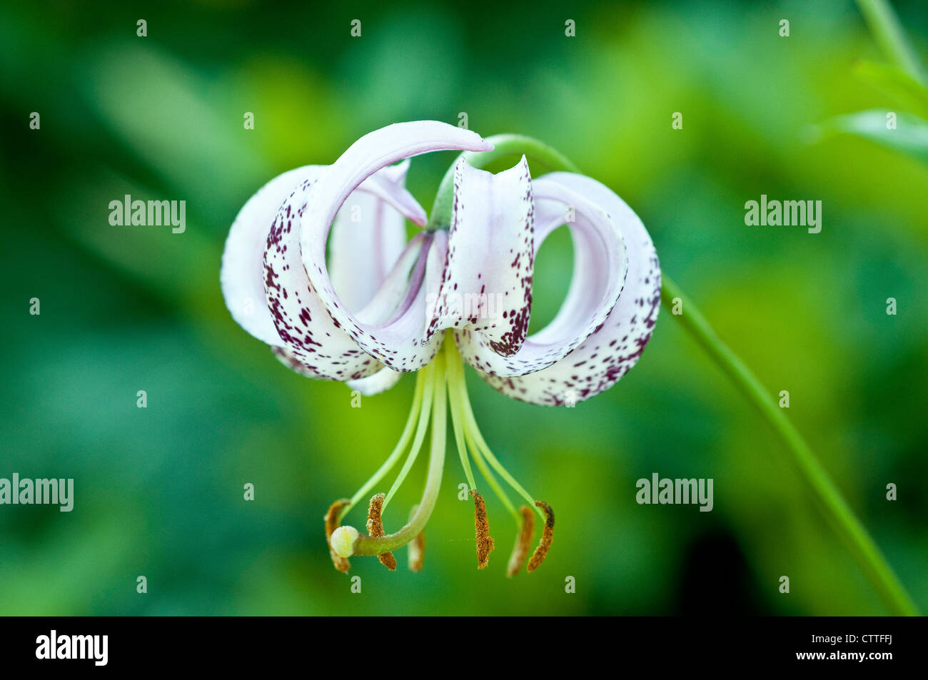 Lilium lankongense - Chinese lily Stock Photo - Alamy
