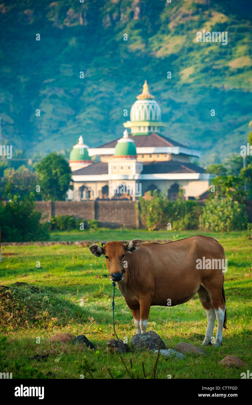 Cows graze near a Mosque in the seaside village of Pemuteran, Bali ...
