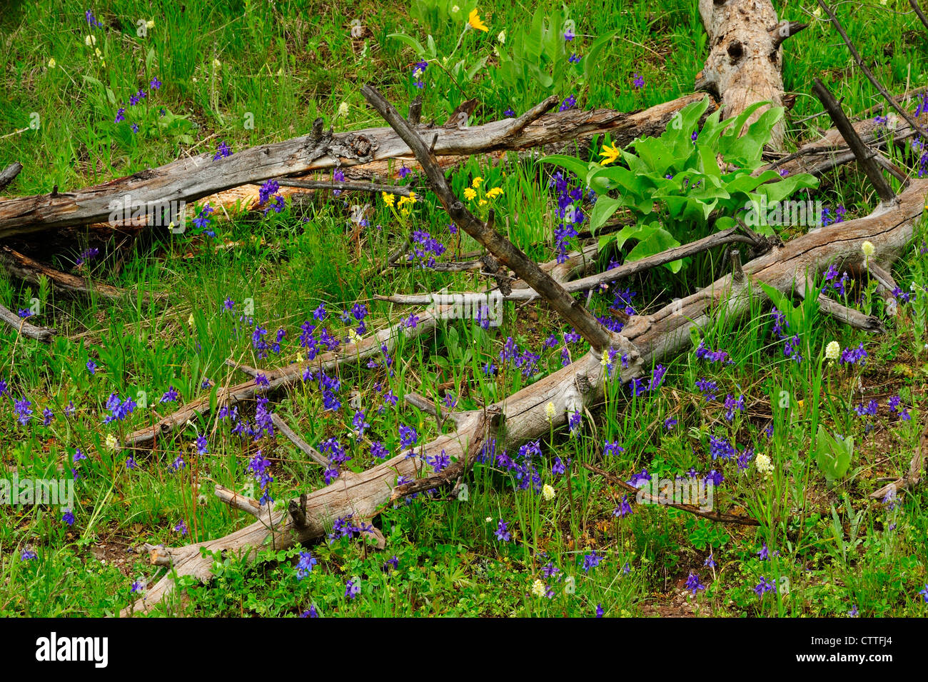 Delphinium fallen hi-res stock photography and images - Alamy