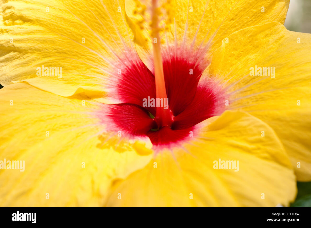 Chinese hibiscus hibiscus rosa sinensis flower flowers biological hi ...