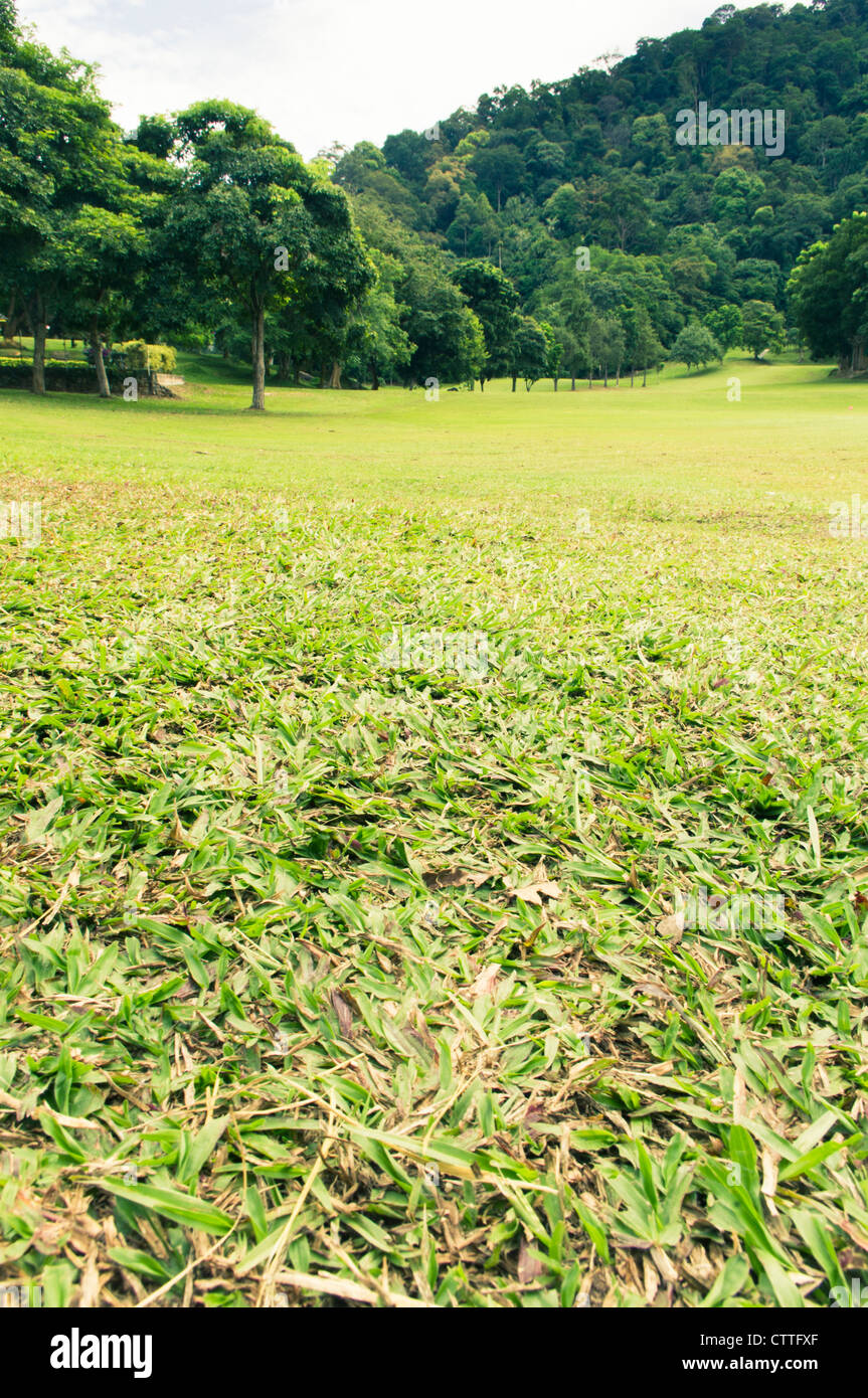 a close up shot of grass field with trees and mountain at the ...