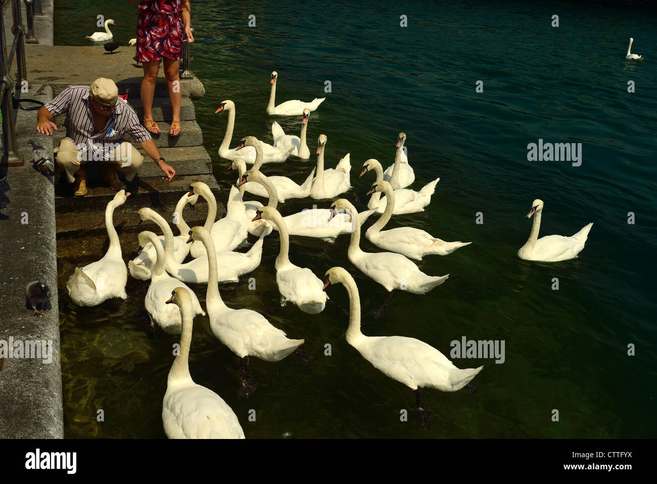 Swans lucerne hi-res stock photography and images - Alamy