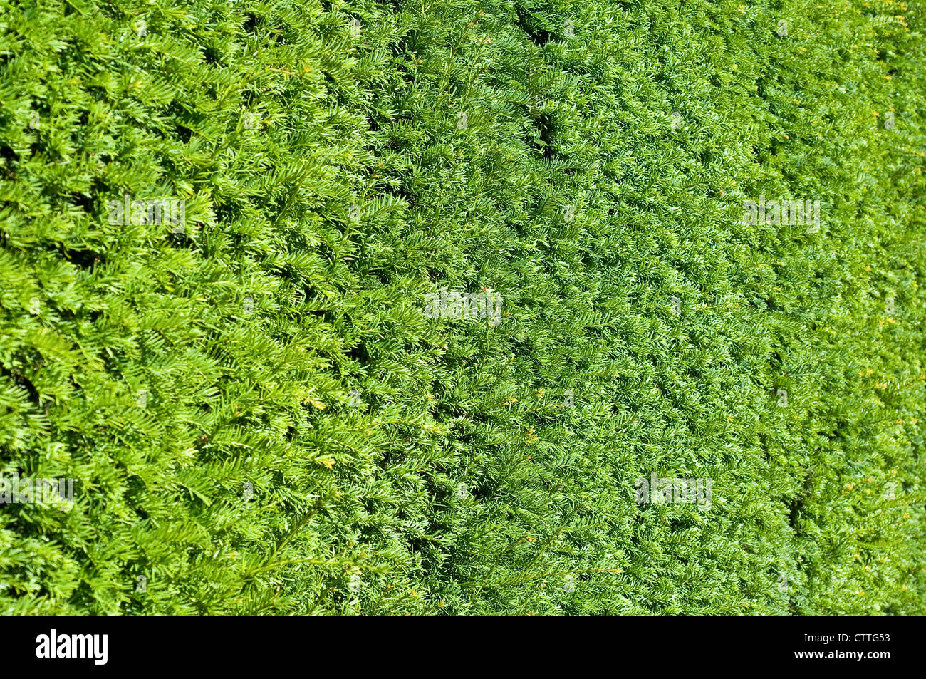 Summer hedge hi-res stock photography and images - Alamy