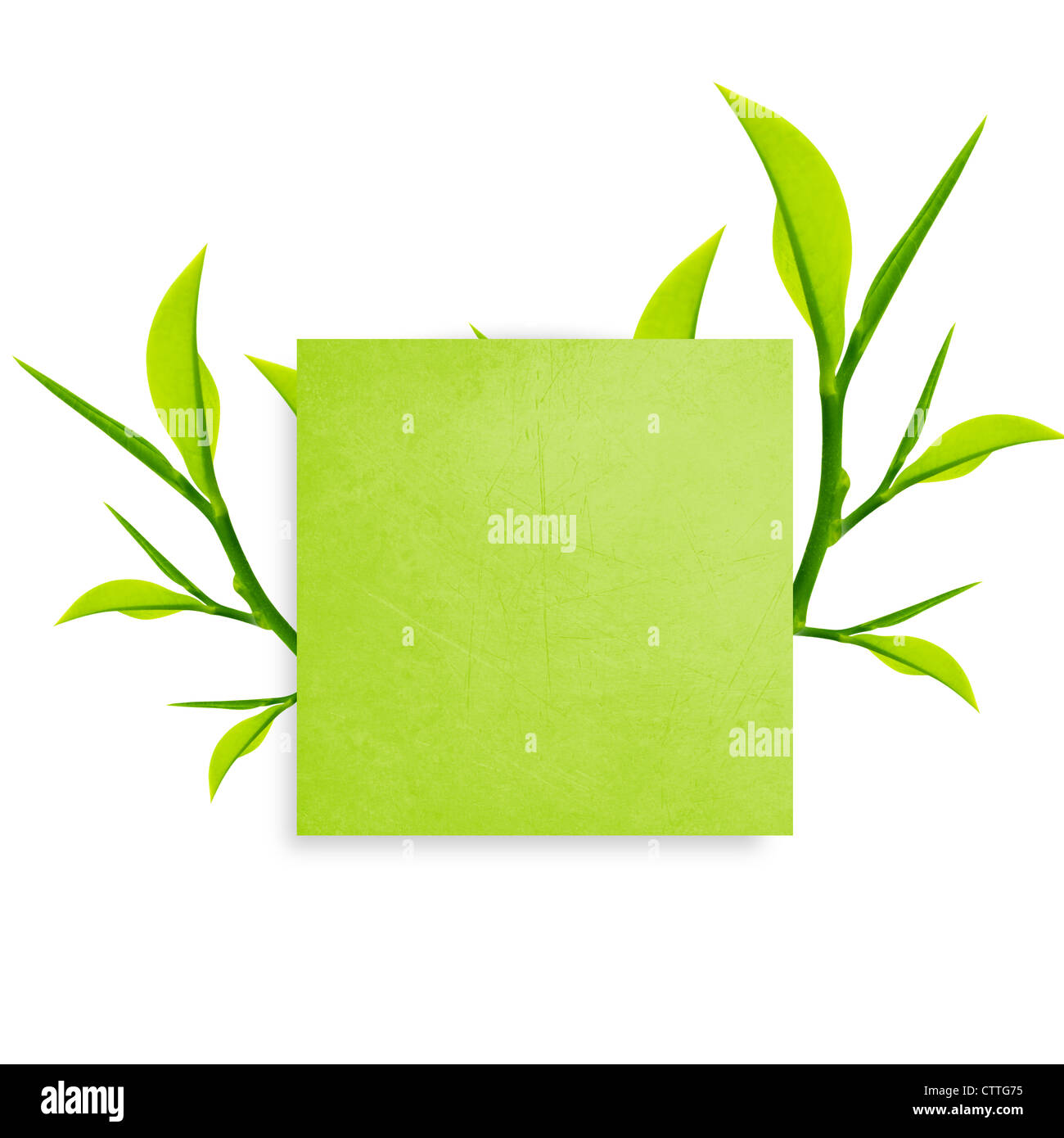 Green Note paper with paper clip and green leaves on white background ...