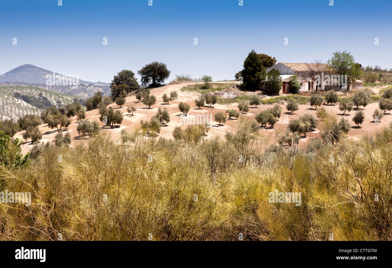 Olive grove spain hi-res stock photography and images - Alamy