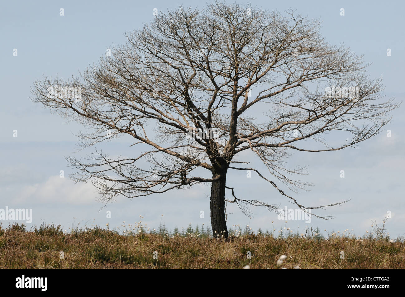 Oak bog ireland hi-res stock photography and images - Alamy