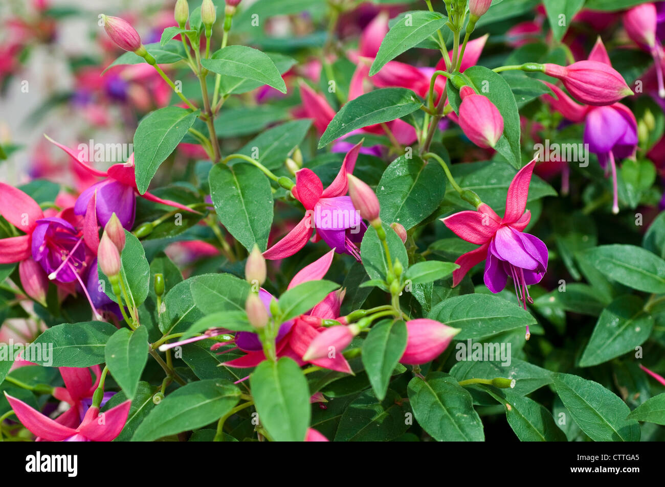 Fuchsia Barbara Windsor flowers Stock Photo - Alamy