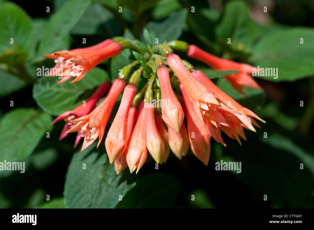 Fuchsia Adinda flower Stock Photo - Alamy