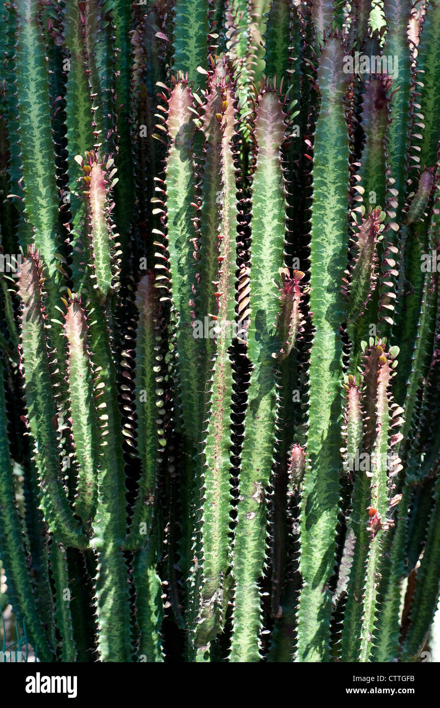 Euphorbia Trigona Ruby