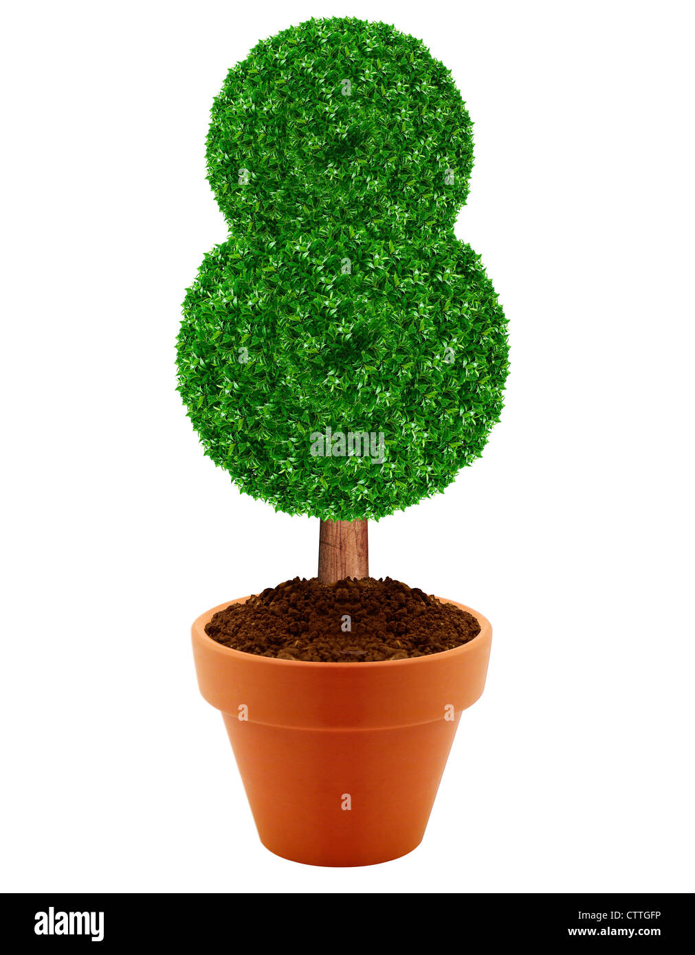 Small green tree in a pot with green background Stock Photo - Alamy