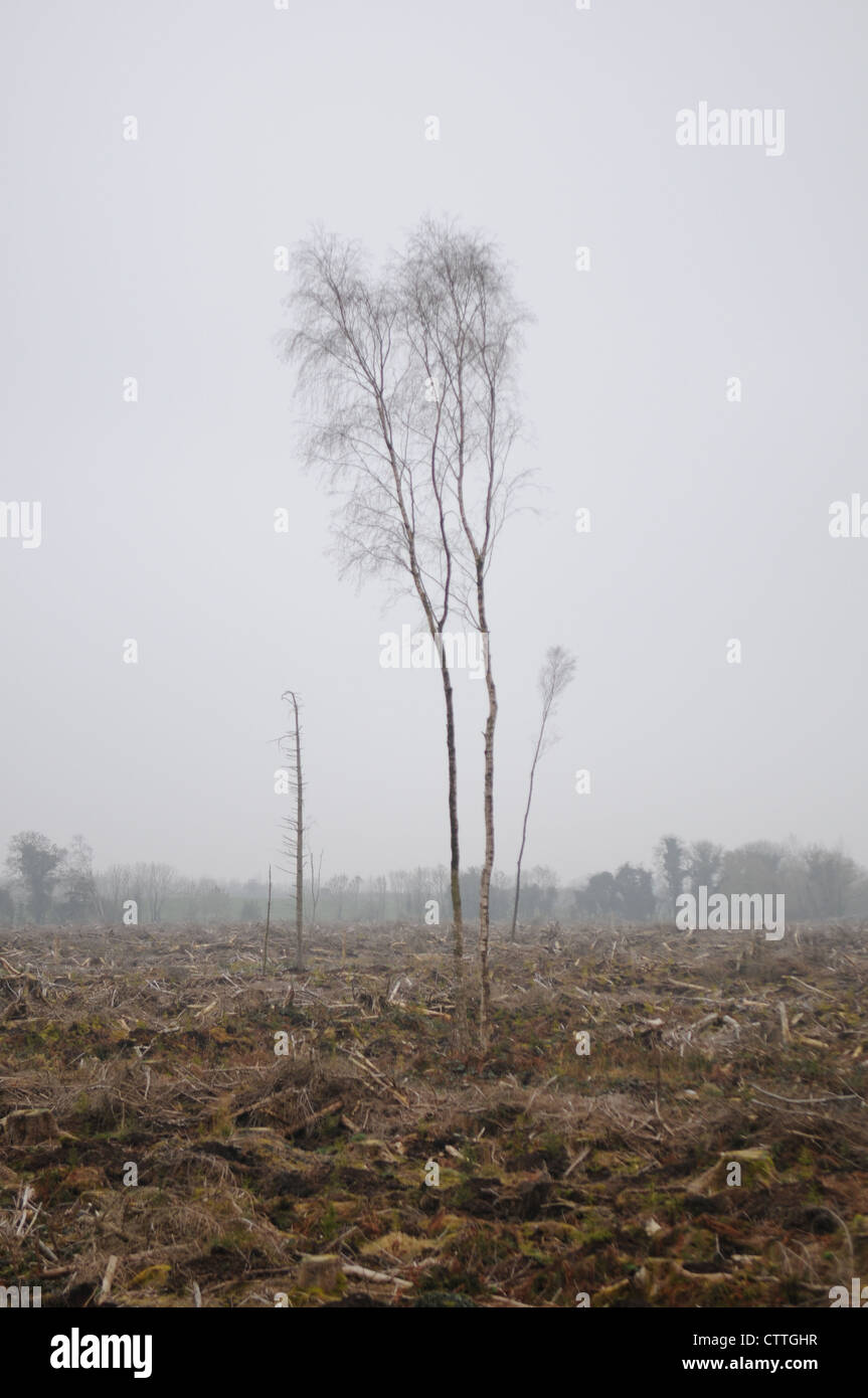 An area of bog land where evergreen trees have been harvested leaving ...