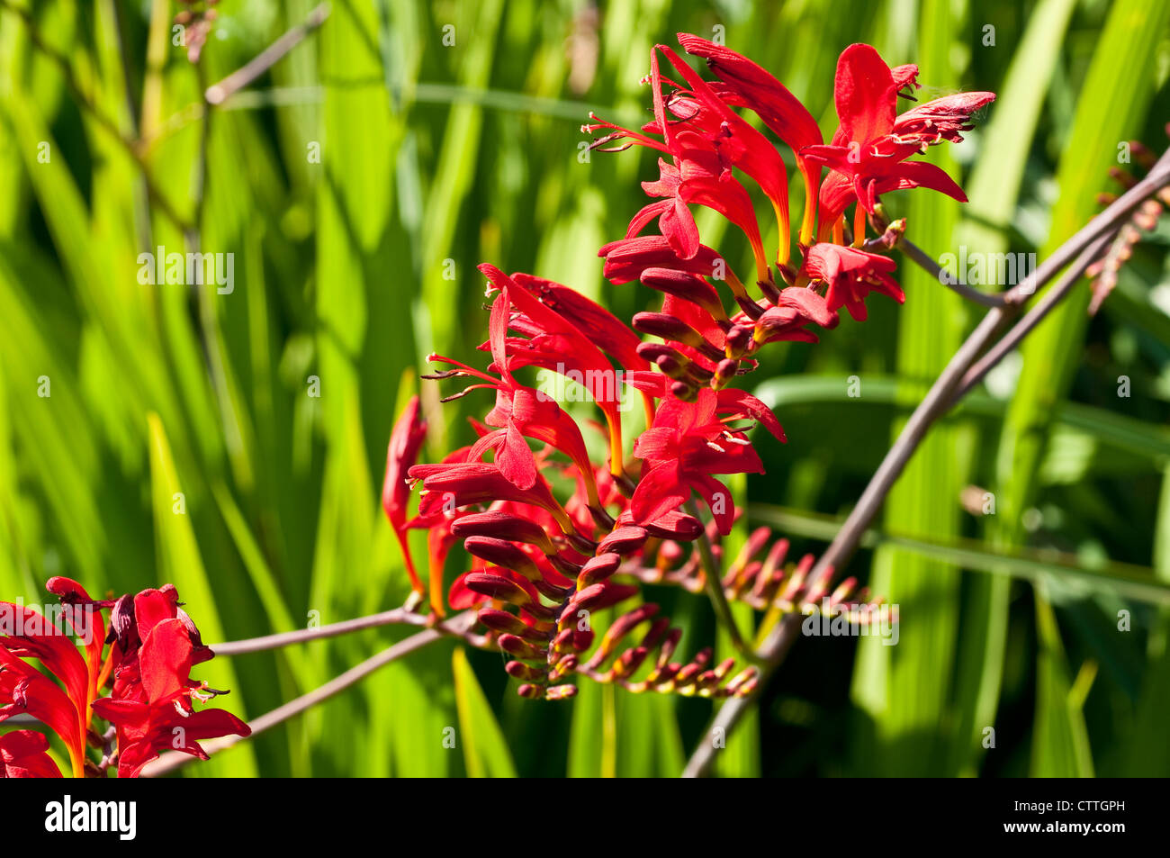 Mistral hi-res stock photography and images - Alamy