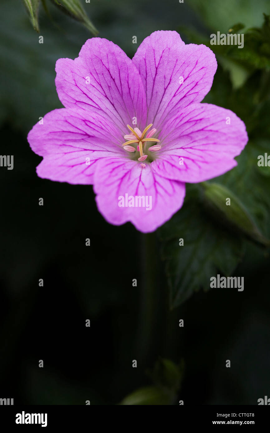 Geranium High Resolution Stock Photography and Images - Alamy