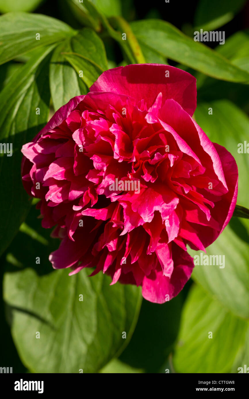 Peony garden hi-res stock photography and images - Alamy