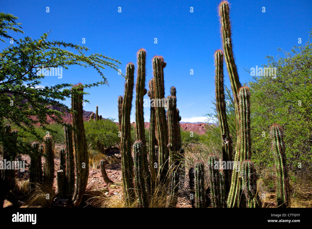 Cacti in Canon Del Inca, Tupiza Chichas Range, Andes Southwestern ...
