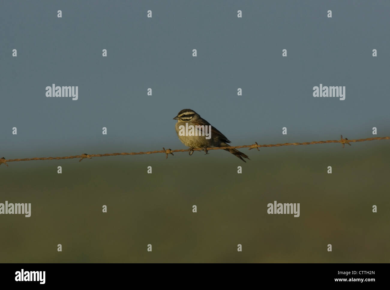 Cape bunting hi-res stock photography and images - Alamy