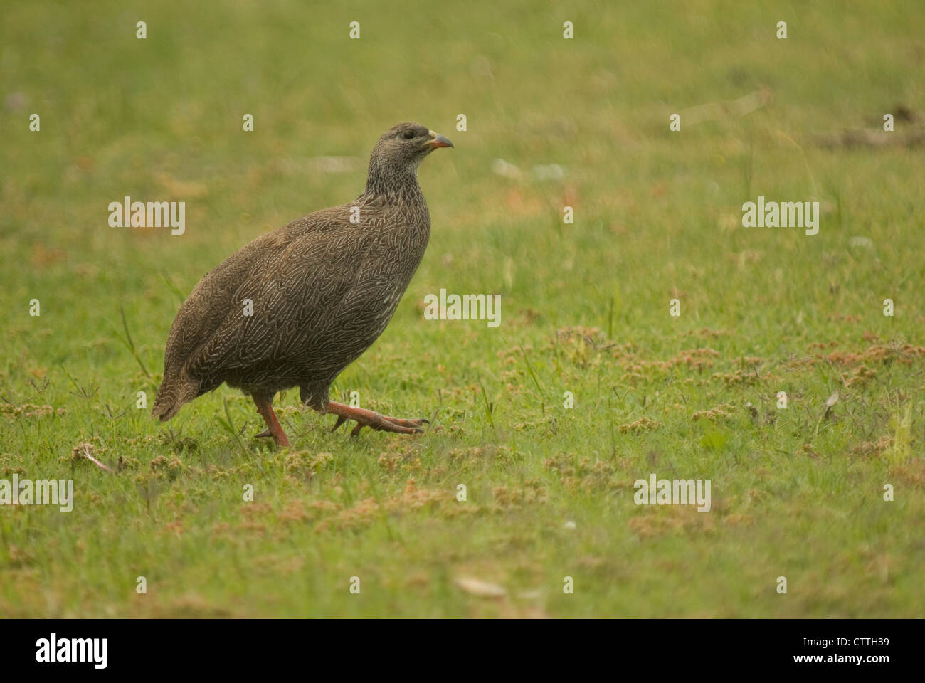 Cape Francolin (Pternistis capensis), De Hoop, South Africa Stock Photo ...