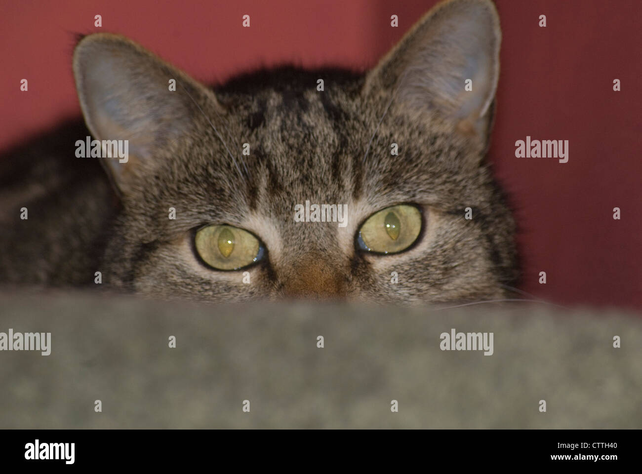 Tabby Cat staring Stock Photo - Alamy