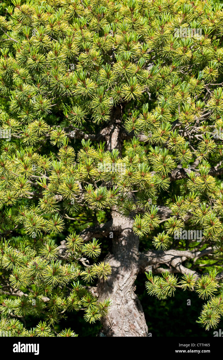 Bonsai tree - Pinus parviflora Stock Photo - Alamy
