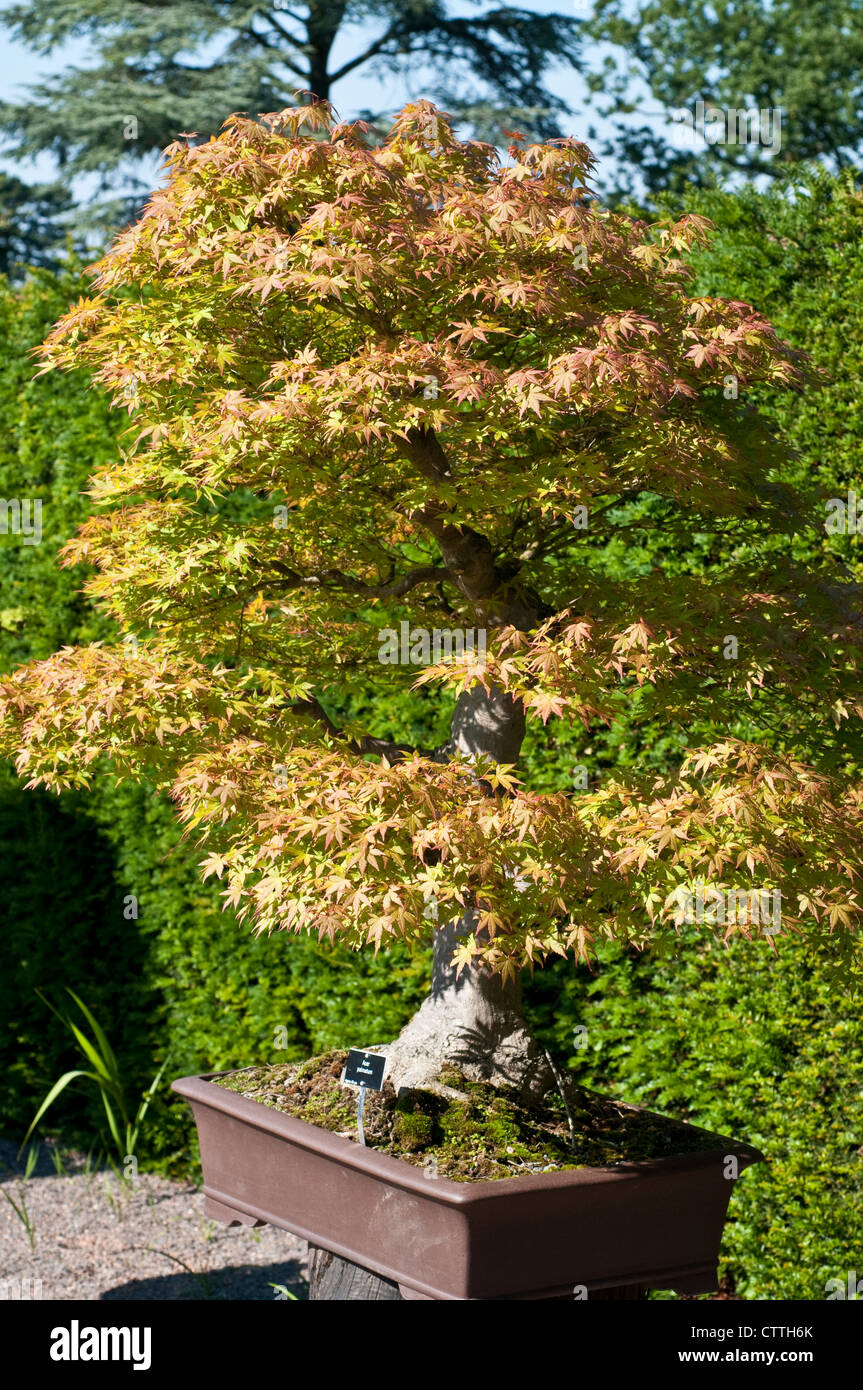 Bonsai tree - Acer palmatum Stock Photo - Alamy