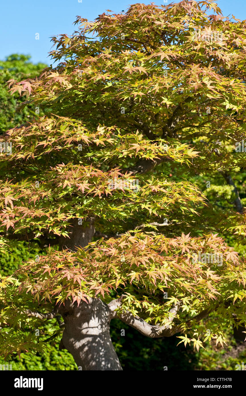 Bonsai tree - Acer palmatum Stock Photo - Alamy