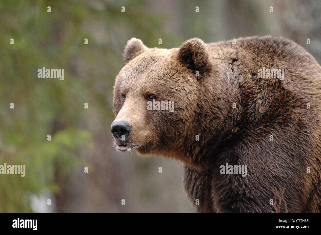 European wild brown bear hi-res stock photography and images - Alamy
