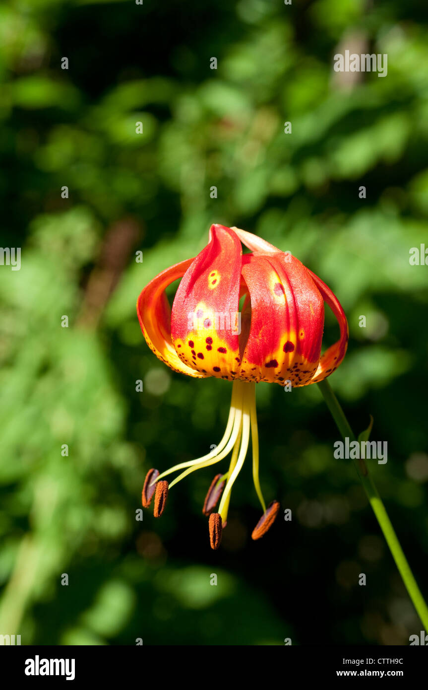 Lily like flowers hi-res stock photography and images - Alamy