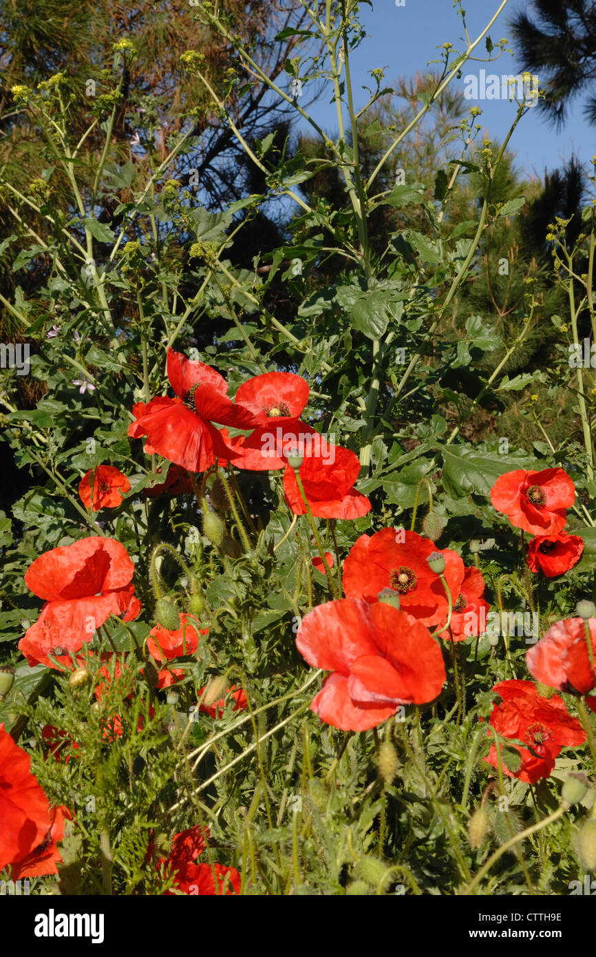 poppy flowers in crop in Southern Sardinia, Italy Stock Photo - Alamy