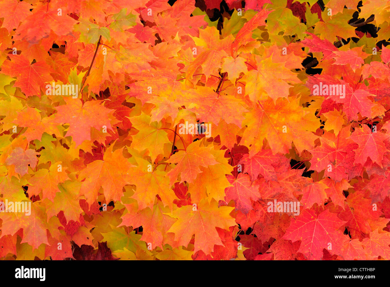 Red maple (Acer rubrum), (Acer rubrum) Autumn foliage Elliot Lake ...