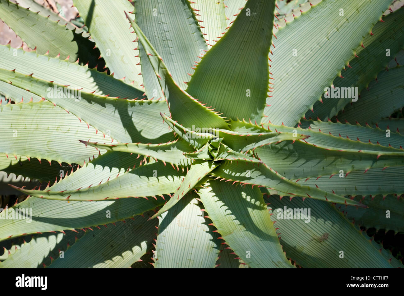 Sharp spiny leaves aloe plant hi-res stock photography and images - Alamy