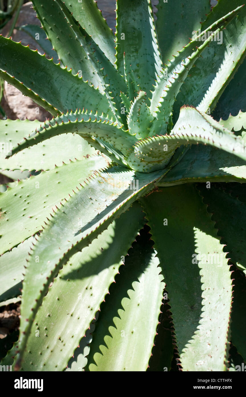Sharp spiny leaves aloe plant hi-res stock photography and images - Alamy