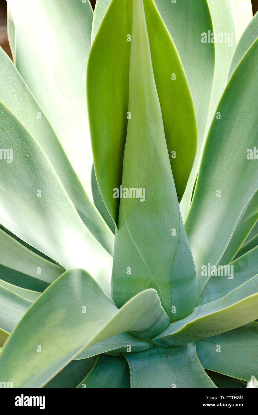 Agave attenuata plant hi-res stock photography and images - Alamy