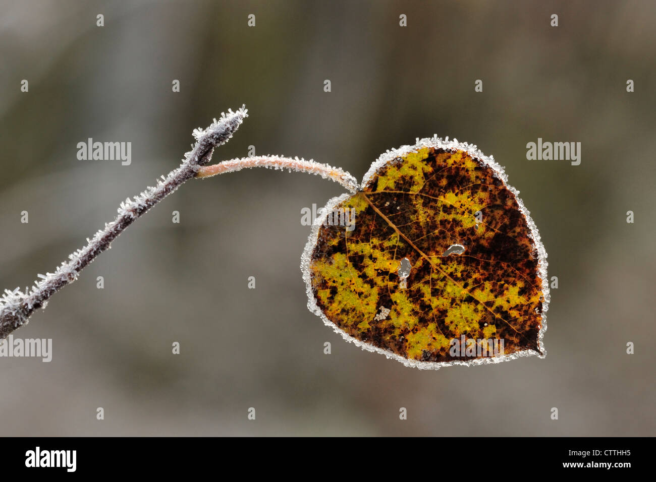Trembling aspen (Populus tremuloides) Leaf with frost, Greater Sudbury ...