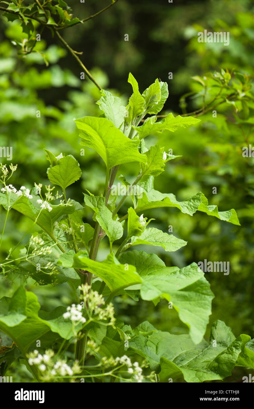 Lesser burdock hi-res stock photography and images - Alamy
